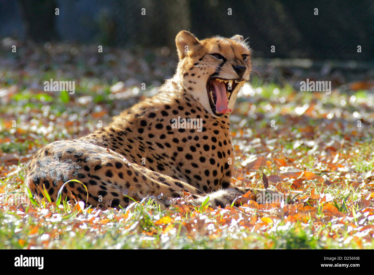 A cheetah at Tama Zoo Tokyo Japan Stock Photo - Alamy