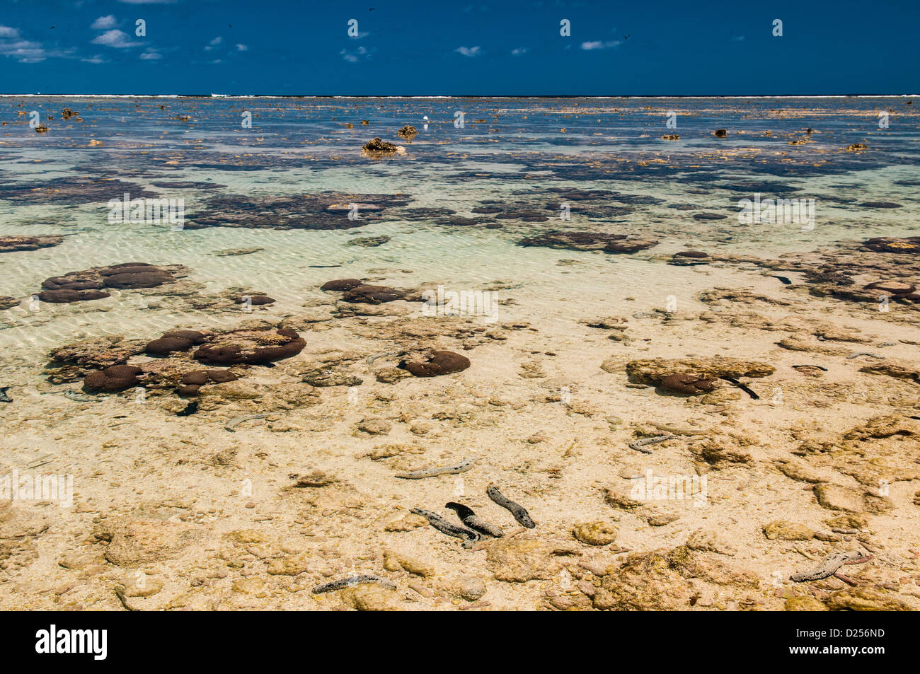 Low tide reef flat, Lady Elliot Island, Great Barrier Reef, Queensland ...
