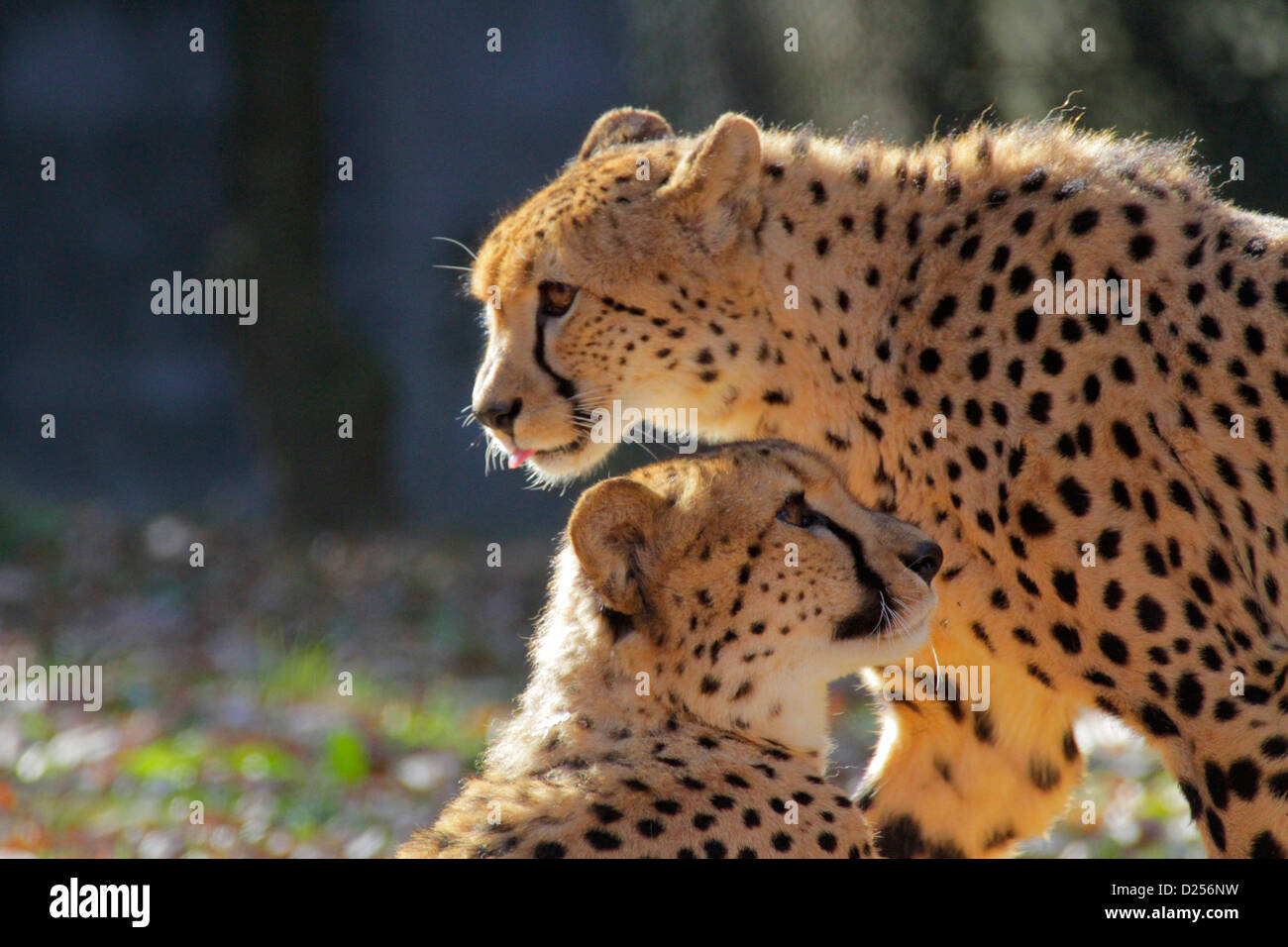 Tama Zoo High Resolution Stock Photography and Images - Alamy