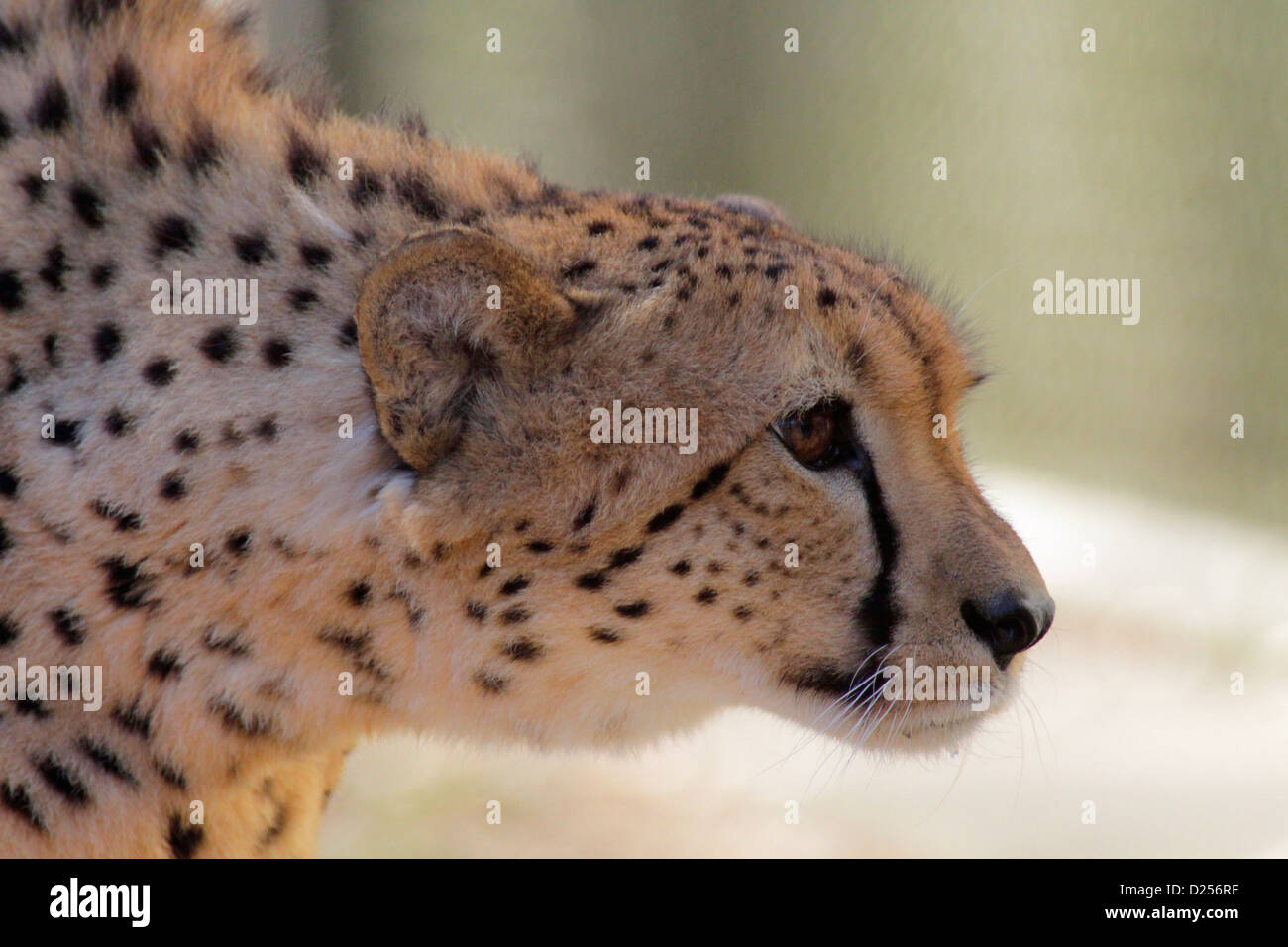 A cheetah at Tama Zoo Tokyo Japan Stock Photo - Alamy