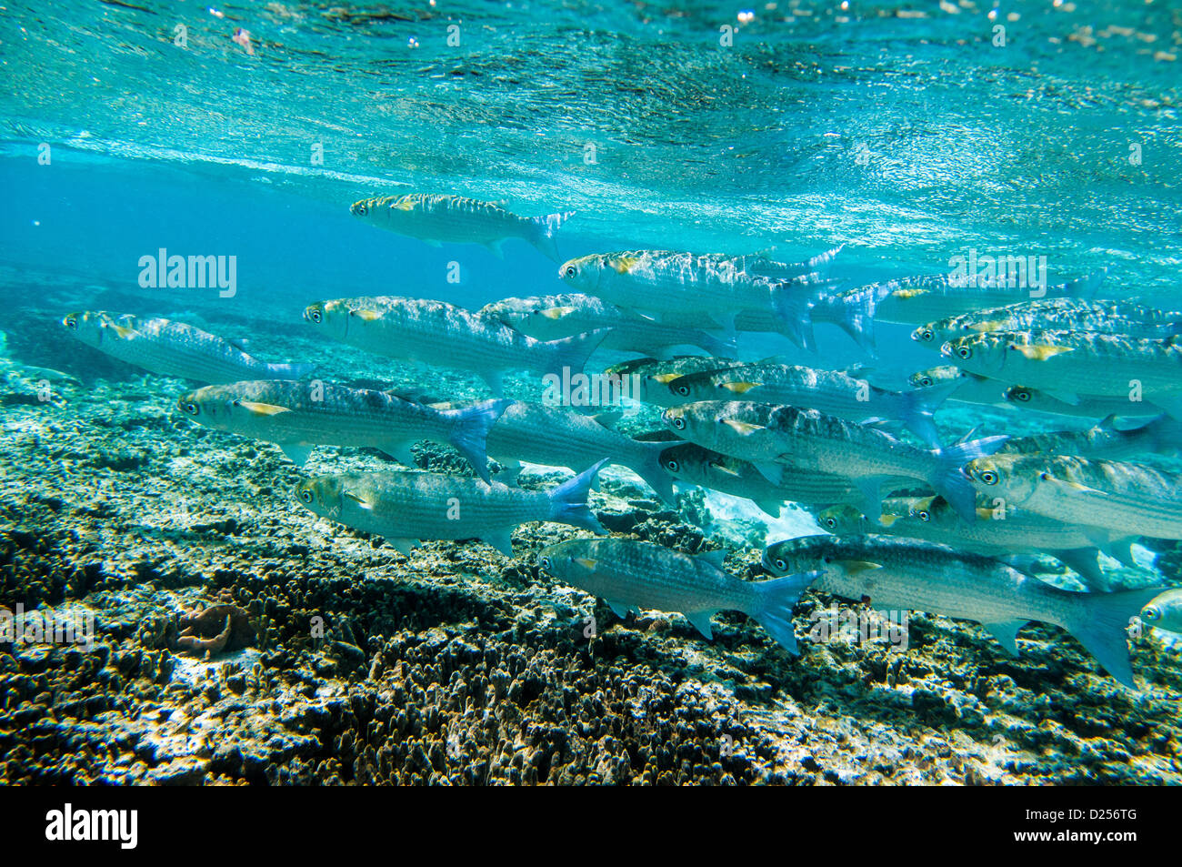 Schooling fish, Lady Elliot Island, Great Barrier Reef, Queensland ...