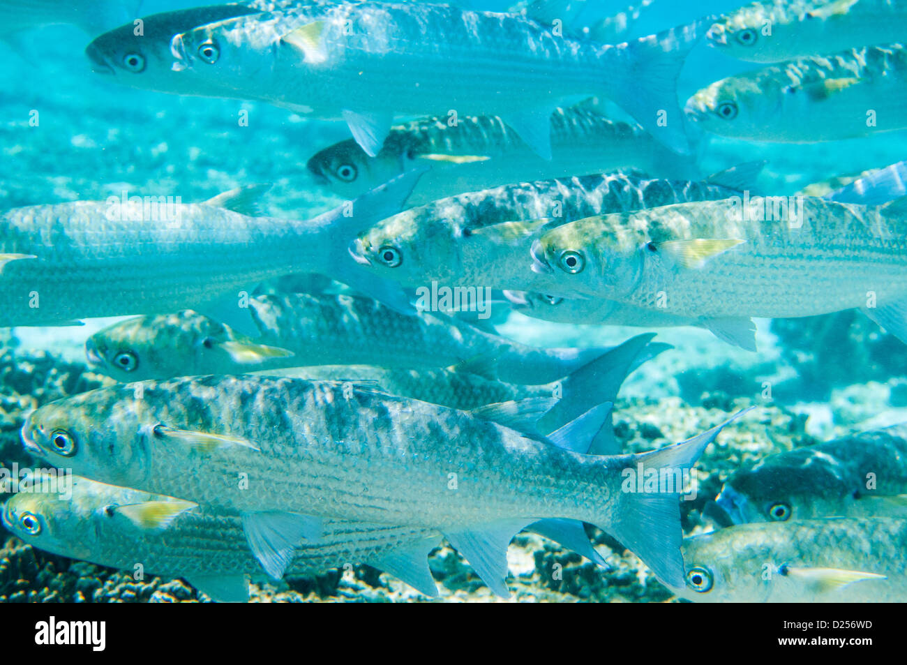 Schooling fish, Lady Elliot Island, Great Barrier Reef, Queensland ...