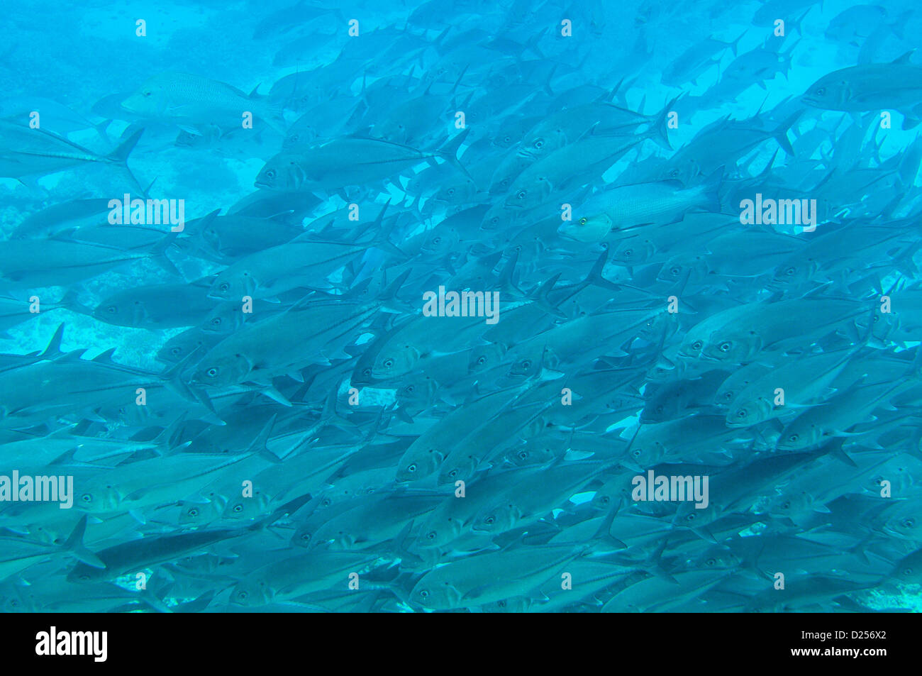 Fish school, Lady Elliot Island, Great Barrier Reef, Queensland ...