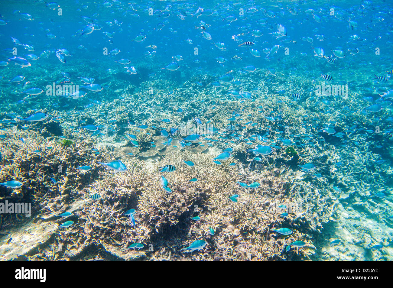 Coral reef community and fish, Lady Elliot Island, Great Barrier Reef ...