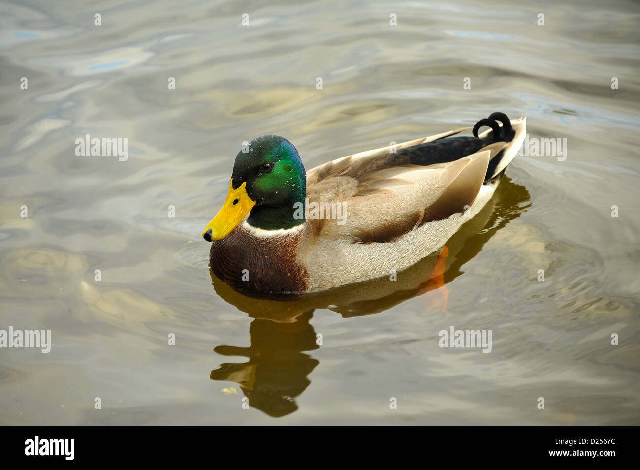Drake curl hi-res stock photography and images - Alamy