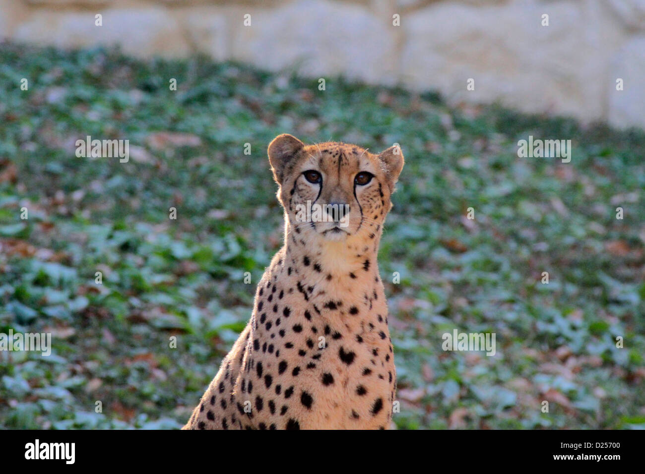 A cheetah at Tama Zoo Tokyo Japan Stock Photo - Alamy