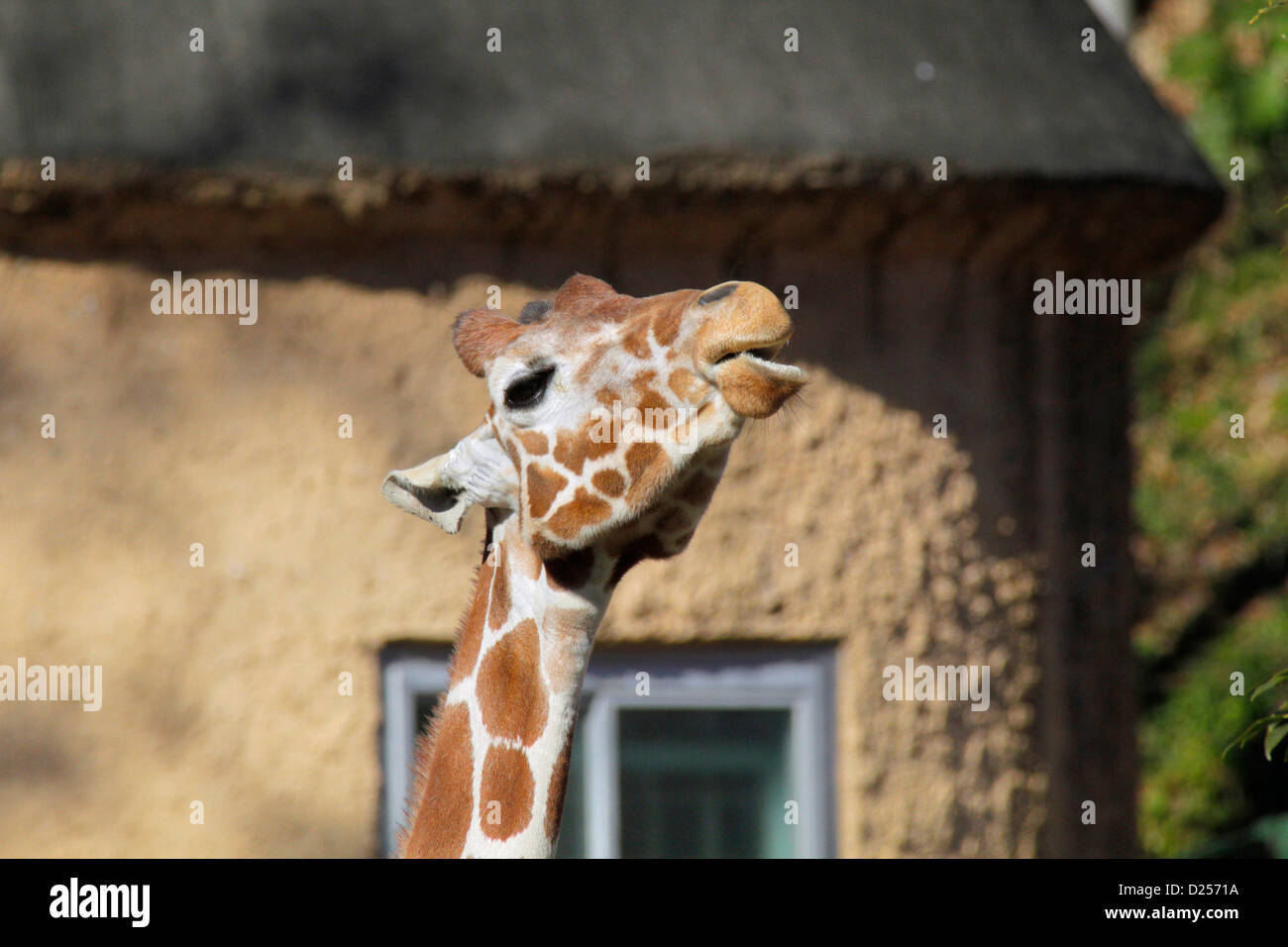 A giraffe at Tama Zoo Tokyo Japan Stock Photo - Alamy