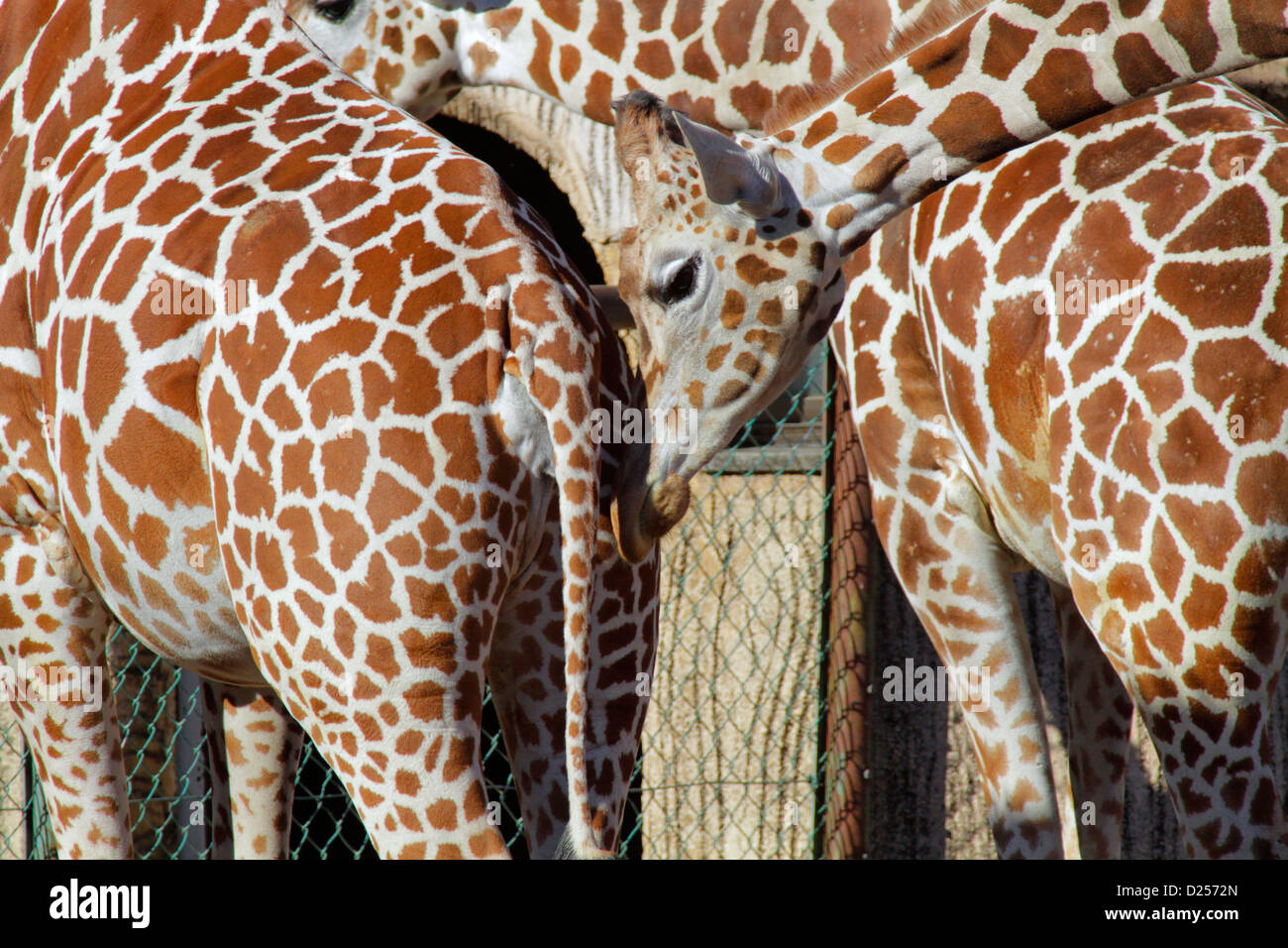 Giraffes at Tama Zoo Tokyo Japan Stock Photo - Alamy