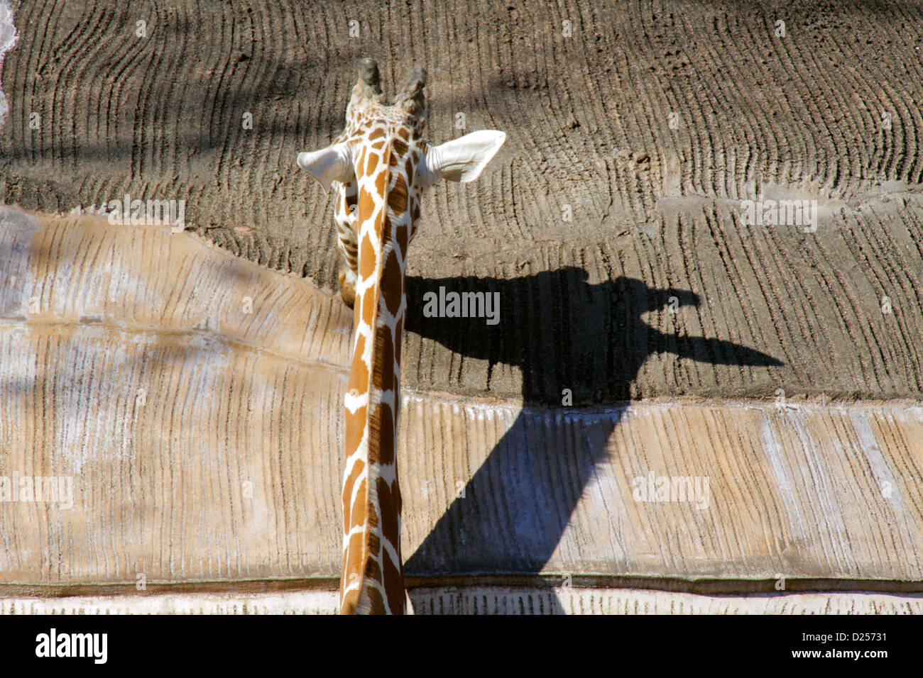 A giraffe at Tama Zoo Tokyo Japan Stock Photo - Alamy