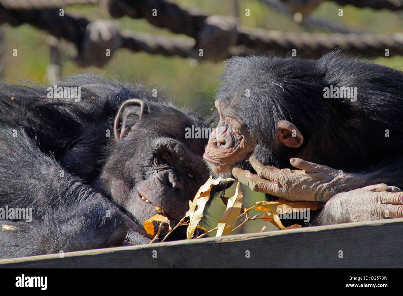 Tama Zoo High Resolution Stock Photography and Images - Alamy