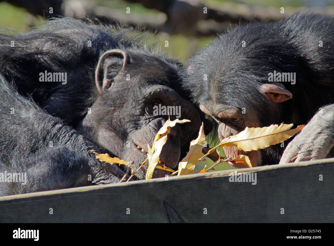 Tama Zoo High Resolution Stock Photography and Images - Alamy