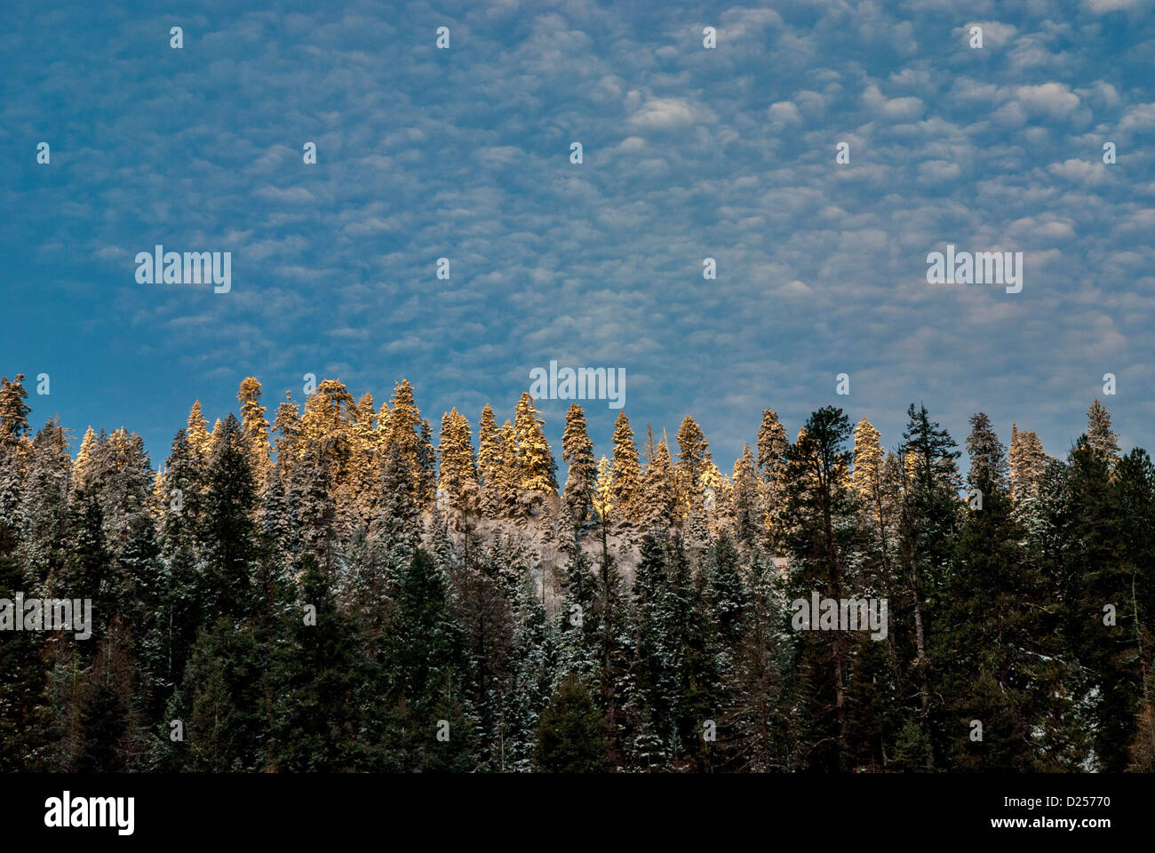 Pine tree forest on a ridge top see first light Stock Photo - Alamy