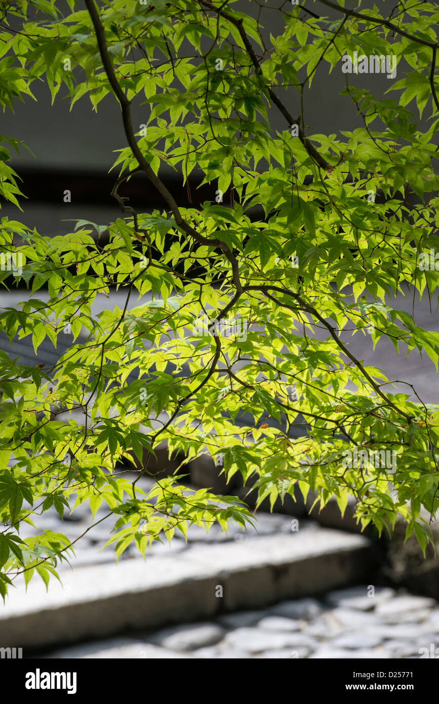 Japanese Maple in Nanzenji Temple, Kyoto Japan Stock Photo - Alamy