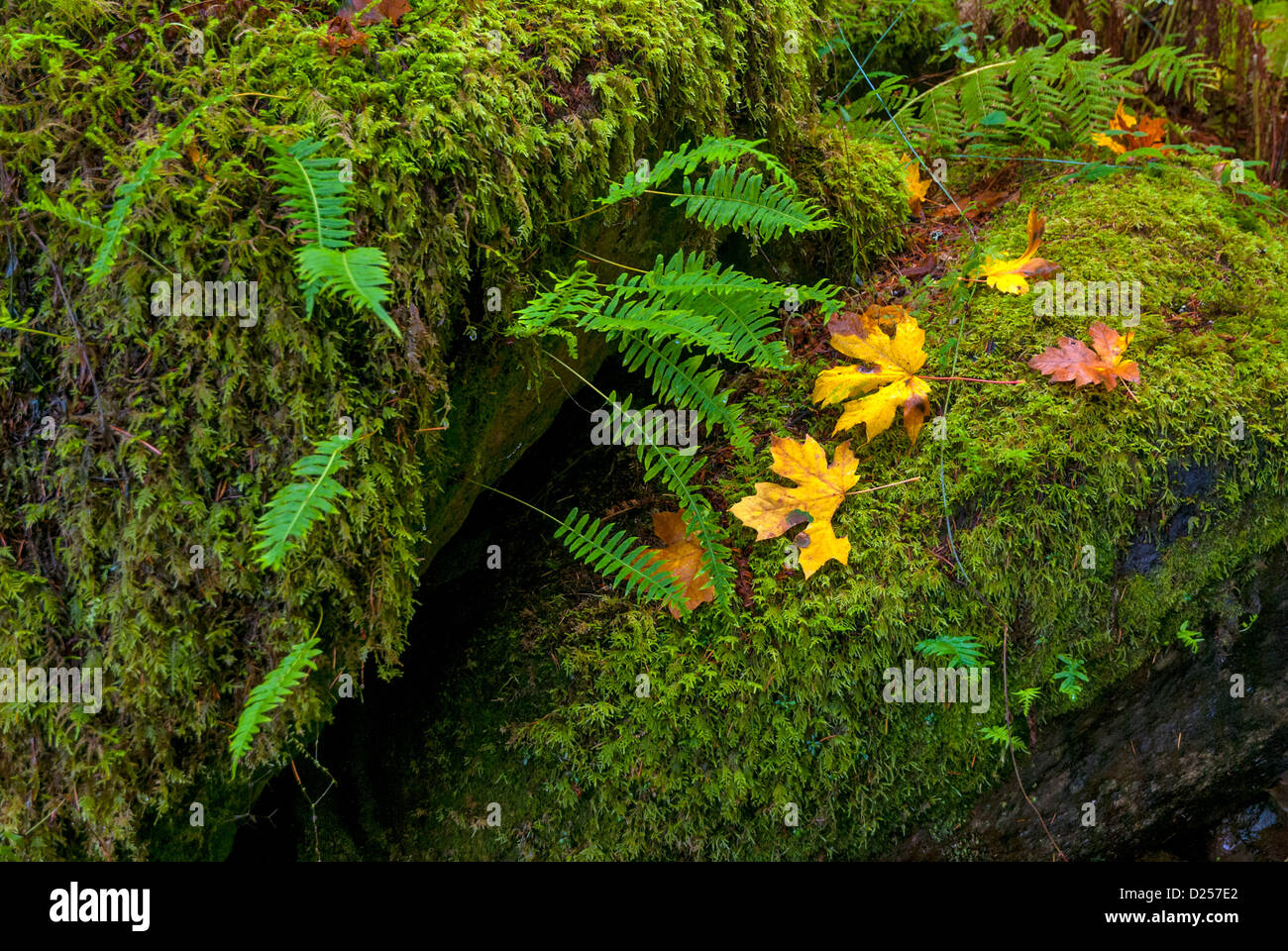 Rocks covered with moss in the autumn Stock Photo - Alamy