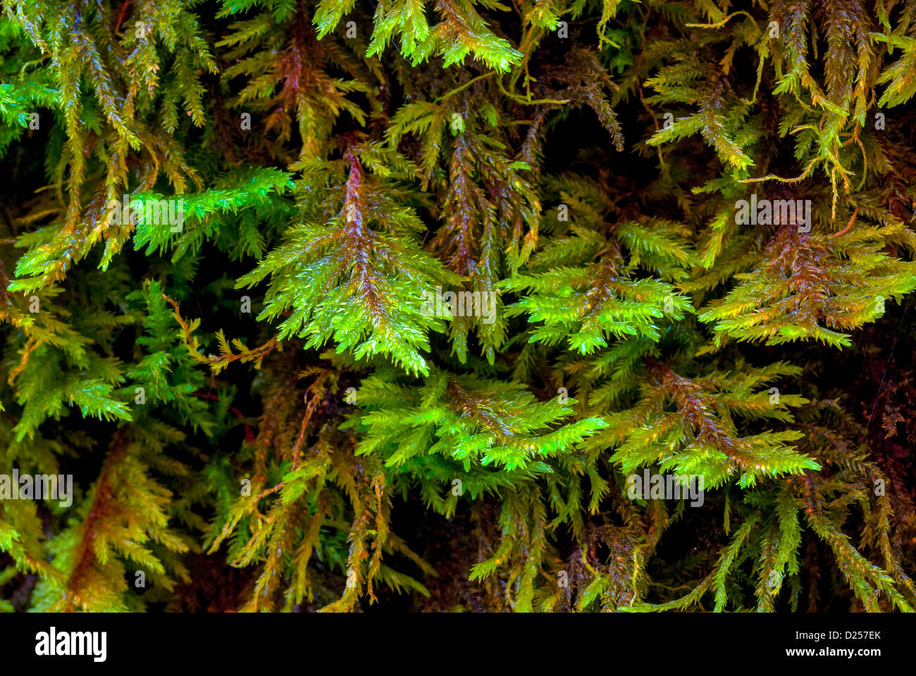 Moss side hi-res stock photography and images - Alamy