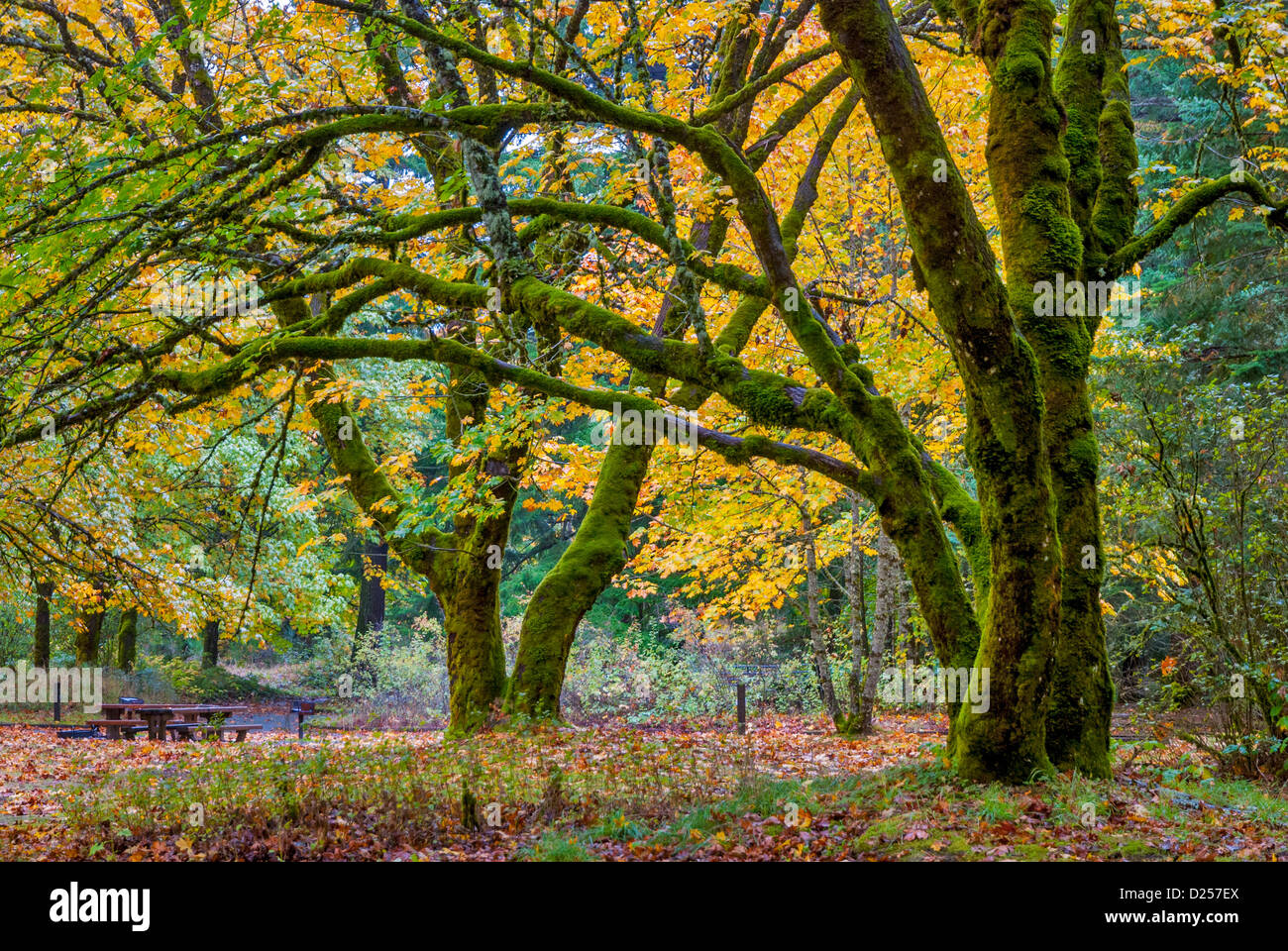 Moss covered trees in an Oregon park Stock Photo - Alamy