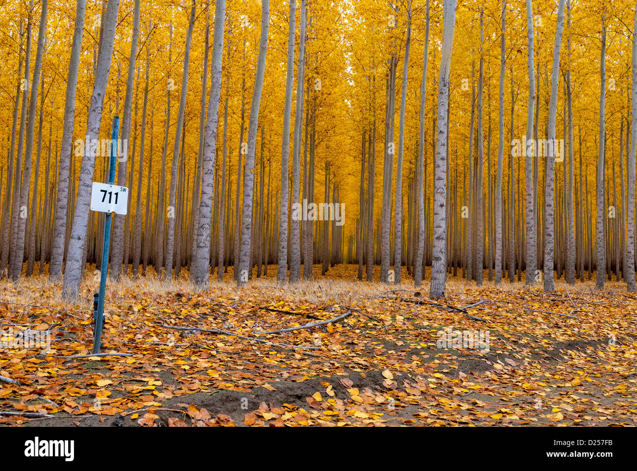 Autumn colors are everywhere beneath a canopy of trees Stock Photo - Alamy