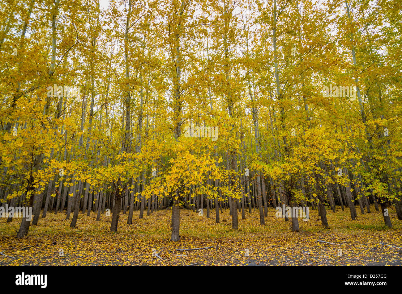Yellow autumn colored trees on a tree farm Stock Photo - Alamy