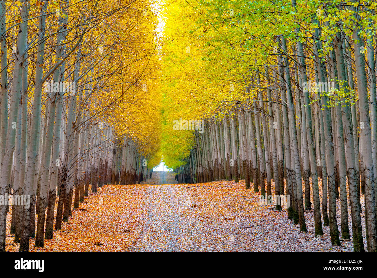 Trees passes hi-res stock photography and images - Alamy