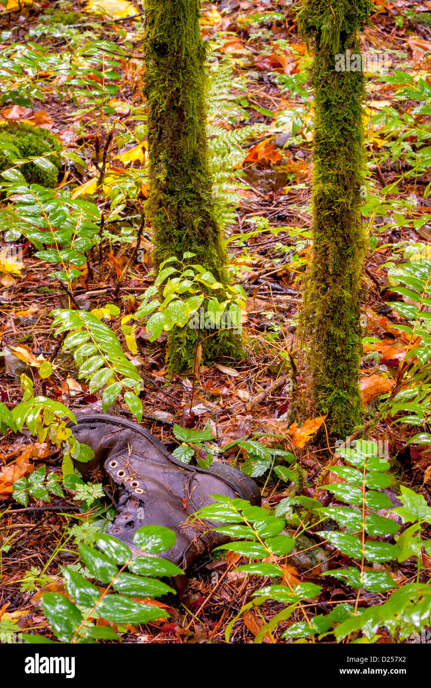 Old boot left on the forest floor Stock Photo - Alamy