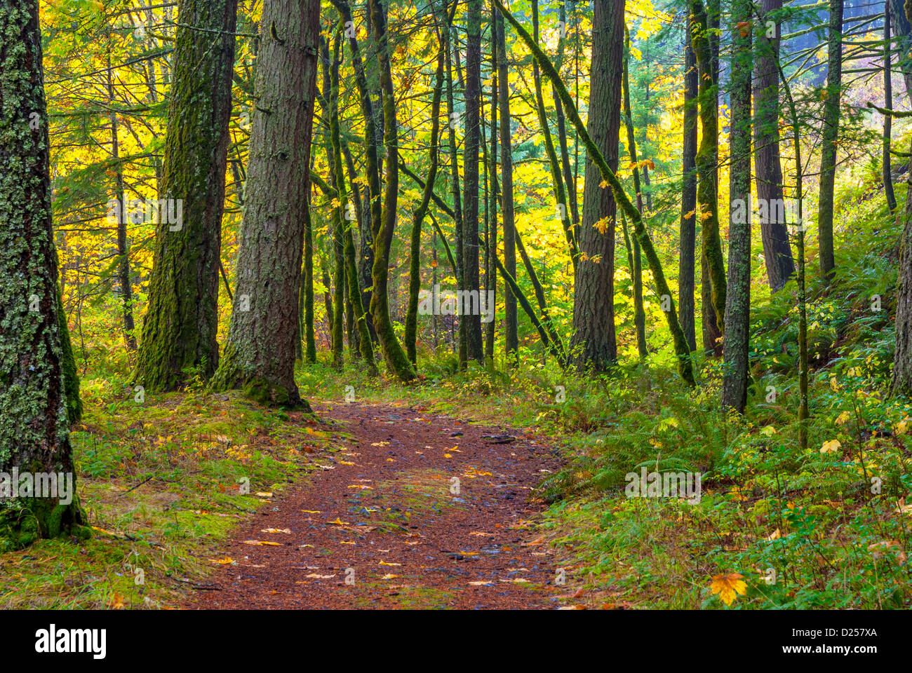 Autumn trees with a path leading through them Stock Photo - Alamy