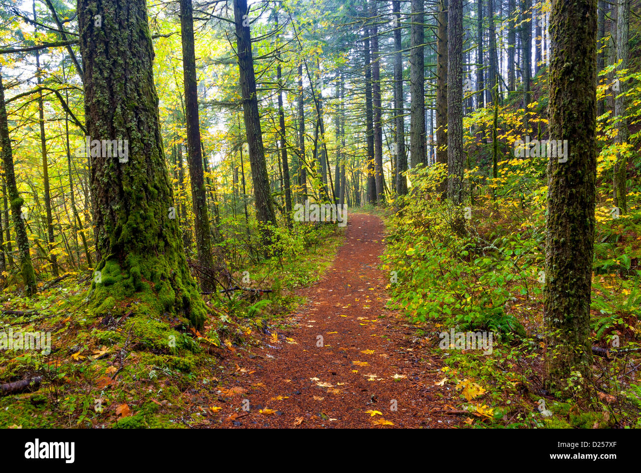 Dirt foot path in Oregon Stock Photo - Alamy