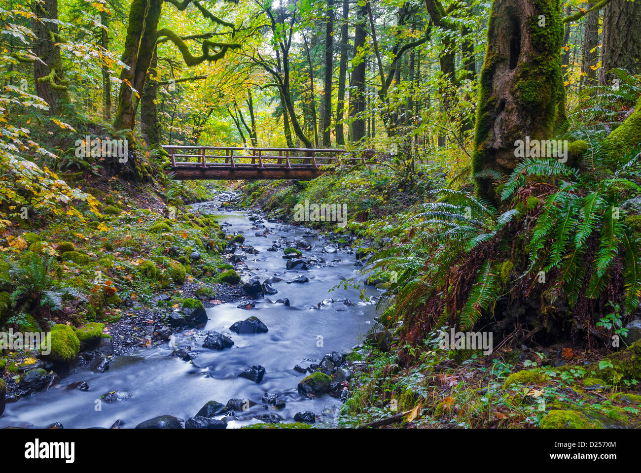 Oregon forest hi-res stock photography and images - Alamy