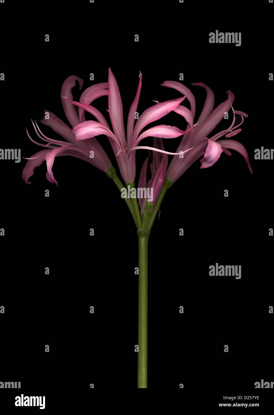 Nerine flowers on black background Stock Photo - Alamy
