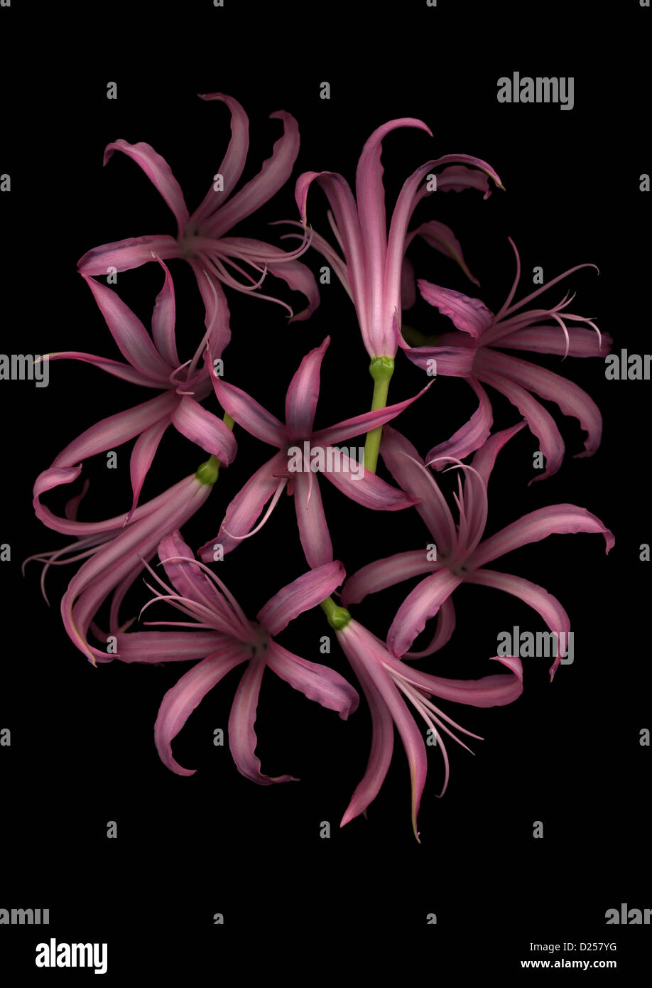 Nerine flowers on black background Stock Photo - Alamy