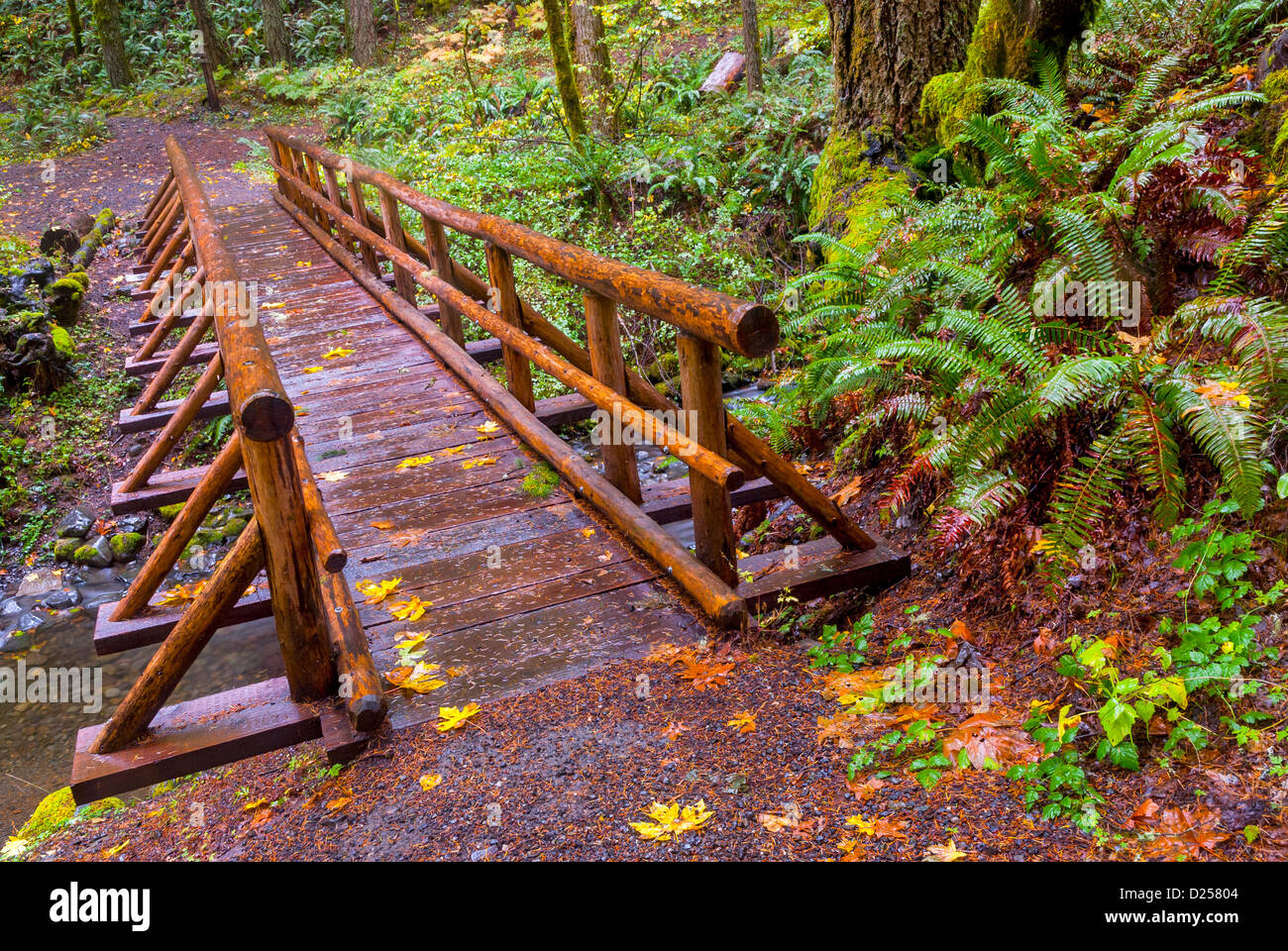 Rain forest foot bridge Stock Photo - Alamy