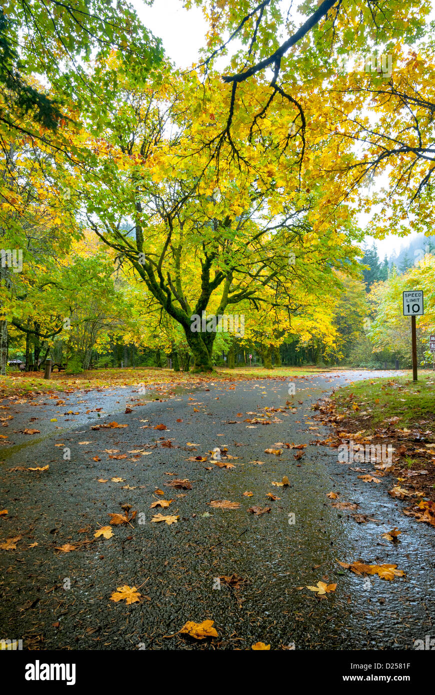 Speed limit sign in park autumn Stock Photo - Alamy