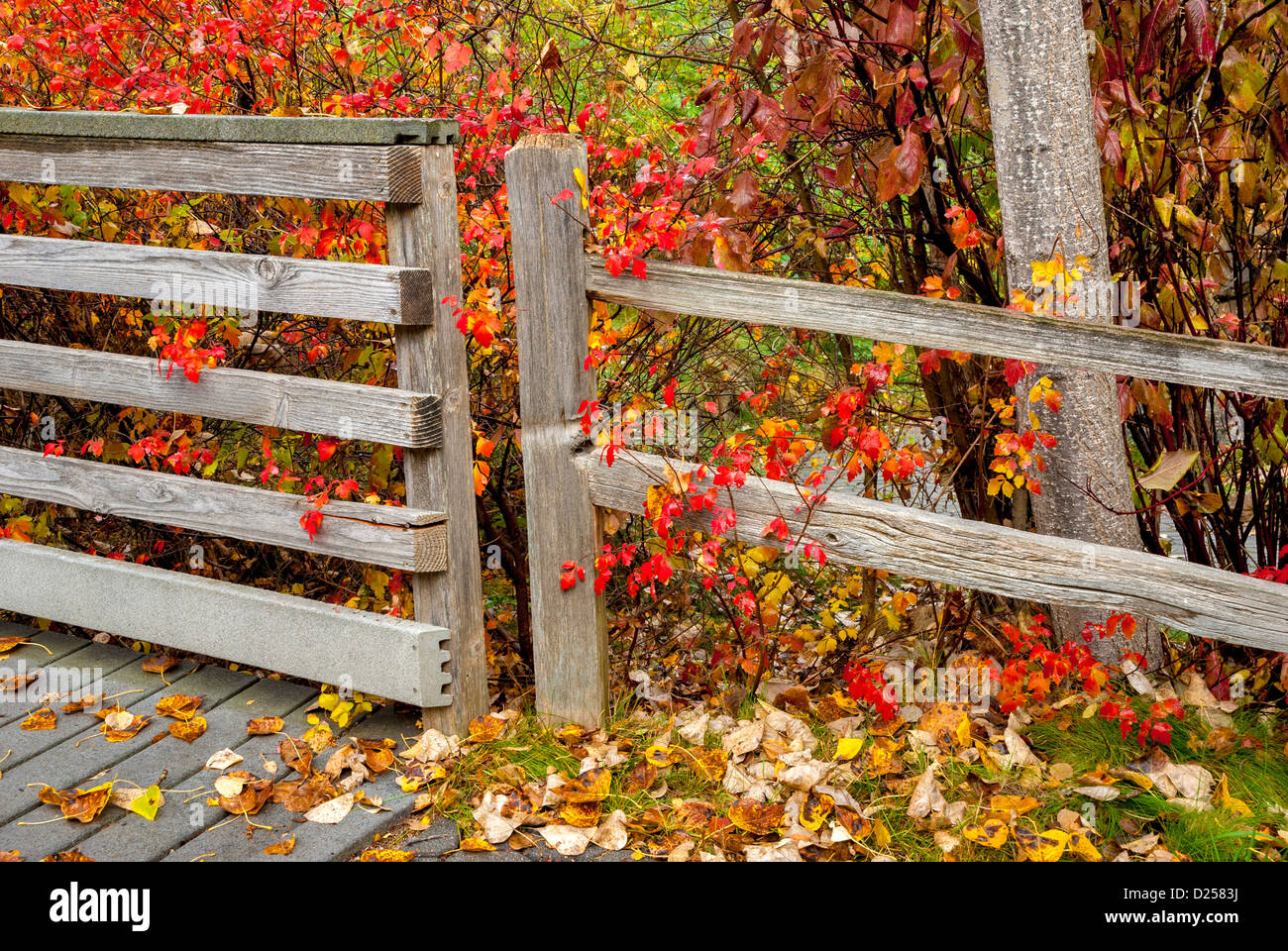 Wooden fence in the fall covered with leaves Stock Photo - Alamy