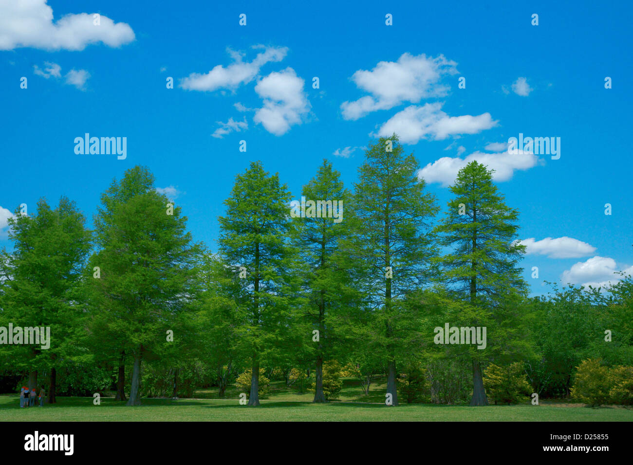 Greenery and blue sky with clouds Stock Photo - Alamy