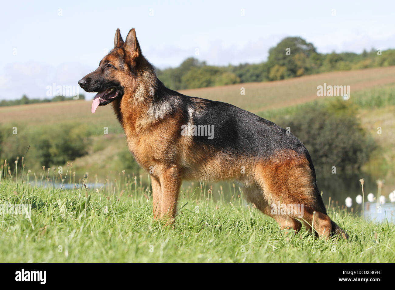 Dog German Shepherd Dog / Deutscher Schäferhund adult standard profile ...
