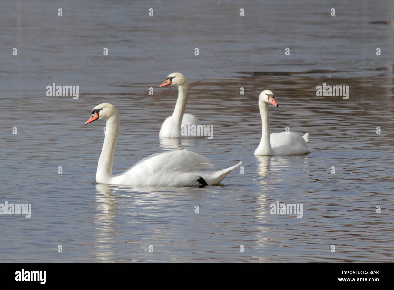 Swans at lake Yamanaka-ko Yamanashi Japan Stock Photo - Alamy