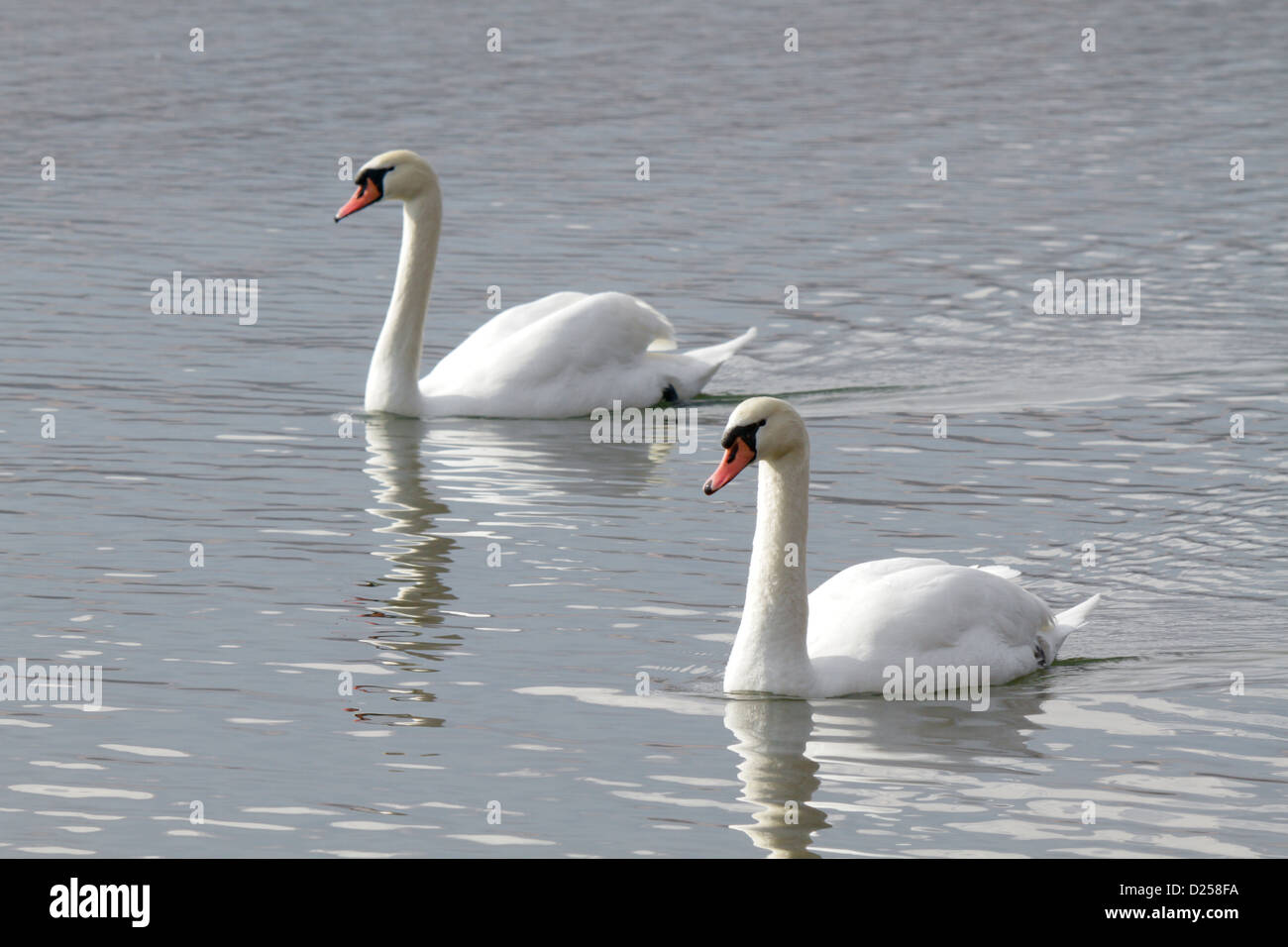Swans at lake Yamanaka-ko Yamanashi Japan Stock Photo - Alamy