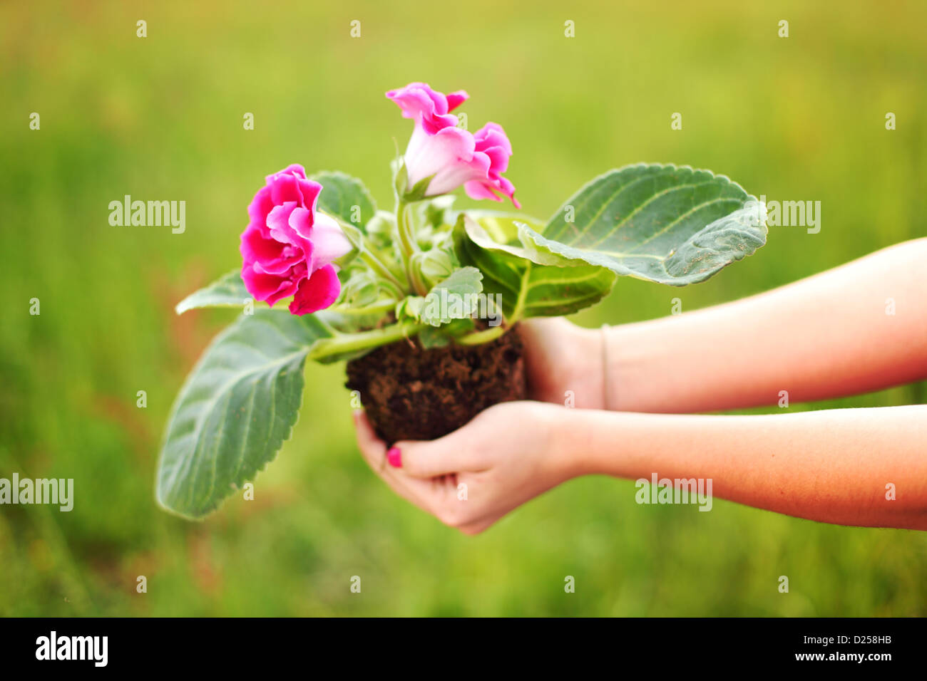 flower in woman hands close up Stock Photo - Alamy