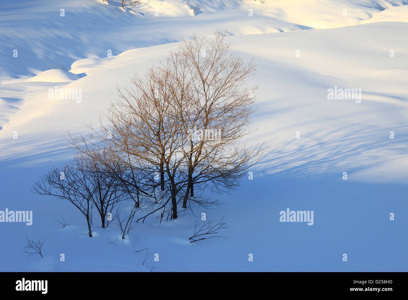Trees and snow in Hakuba, Nagano Prefecture Stock Photo - Alamy