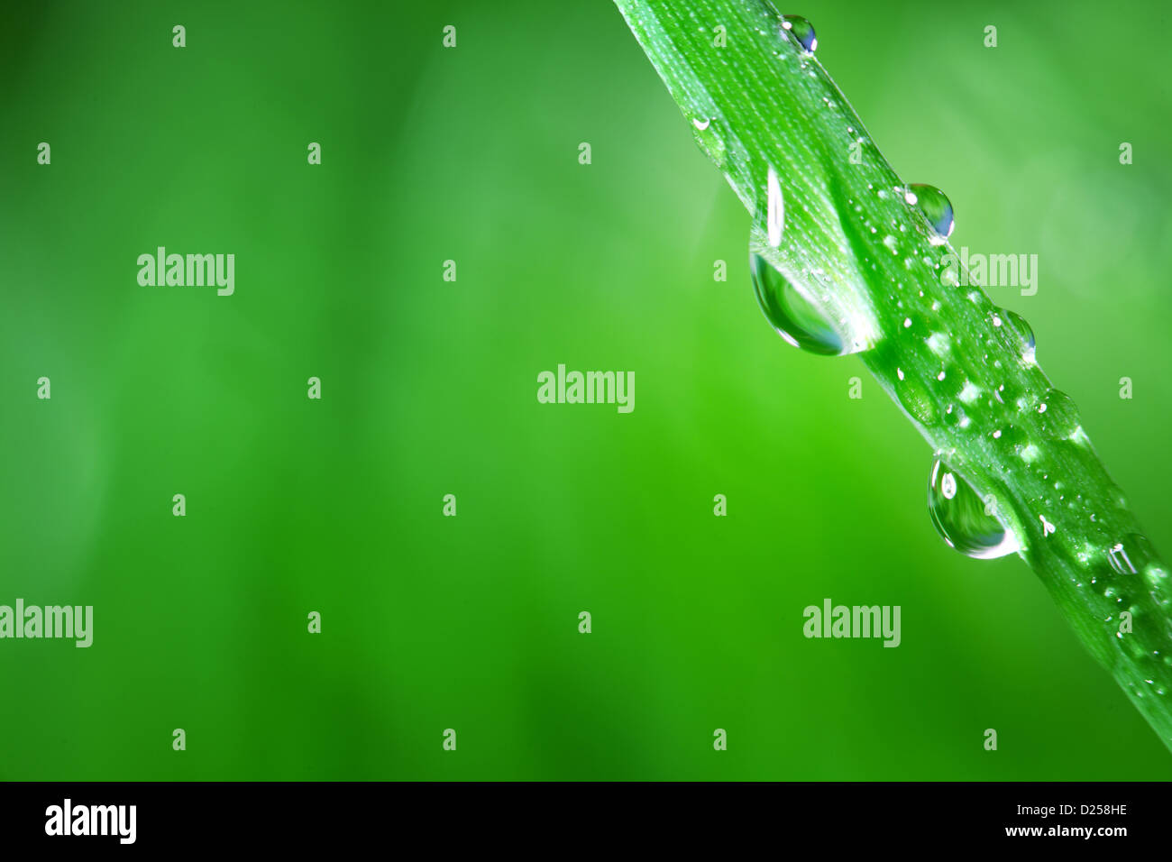 big water drop on grass blade Stock Photo - Alamy