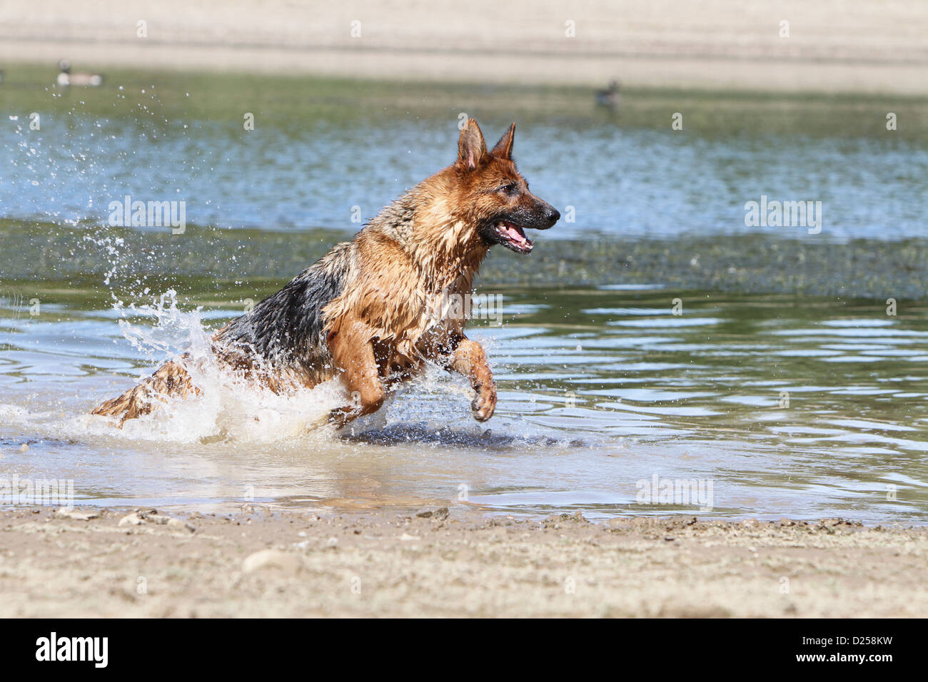 Dog German Shepherd Dog / Deutscher adult running in water Stock Photo ...