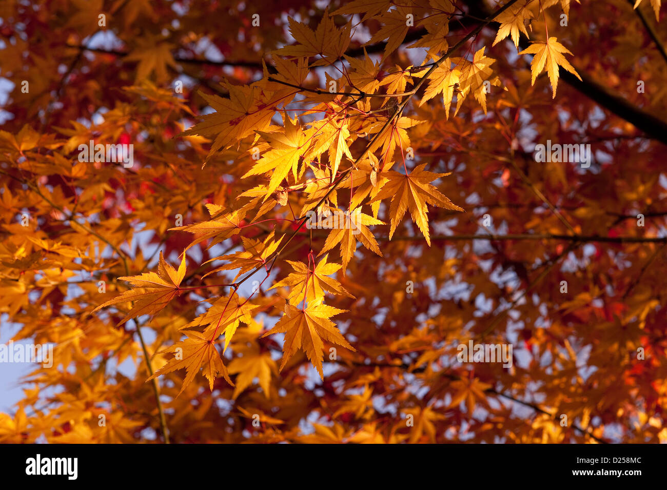 Japanese maple leaves hi-res stock photography and images - Alamy