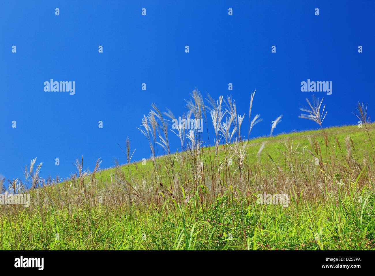 Japanese silver grass field and blue sky Stock Photo - Alamy