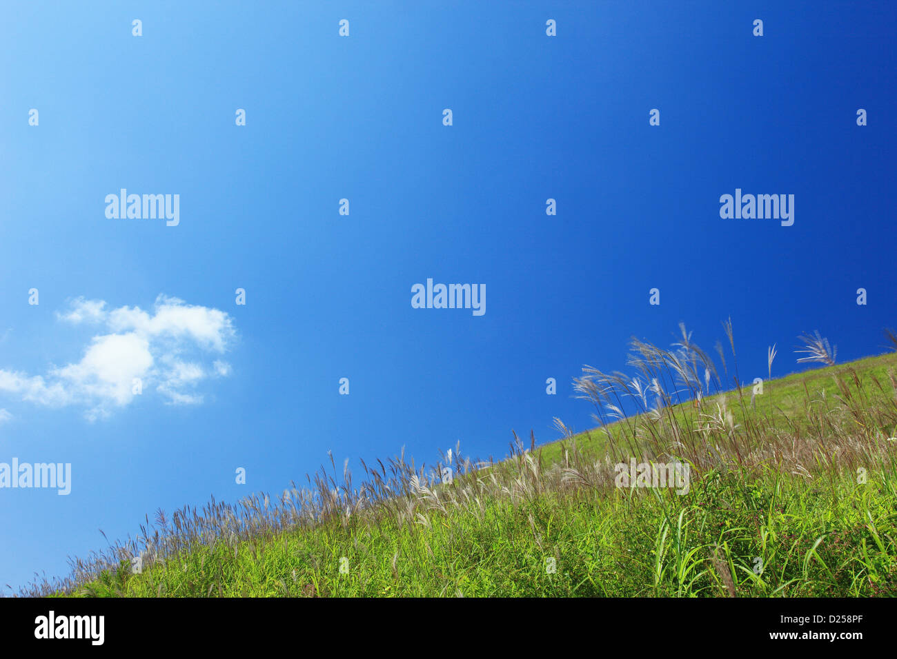 Japanese silver grass field and blue sky with clouds Stock Photo - Alamy