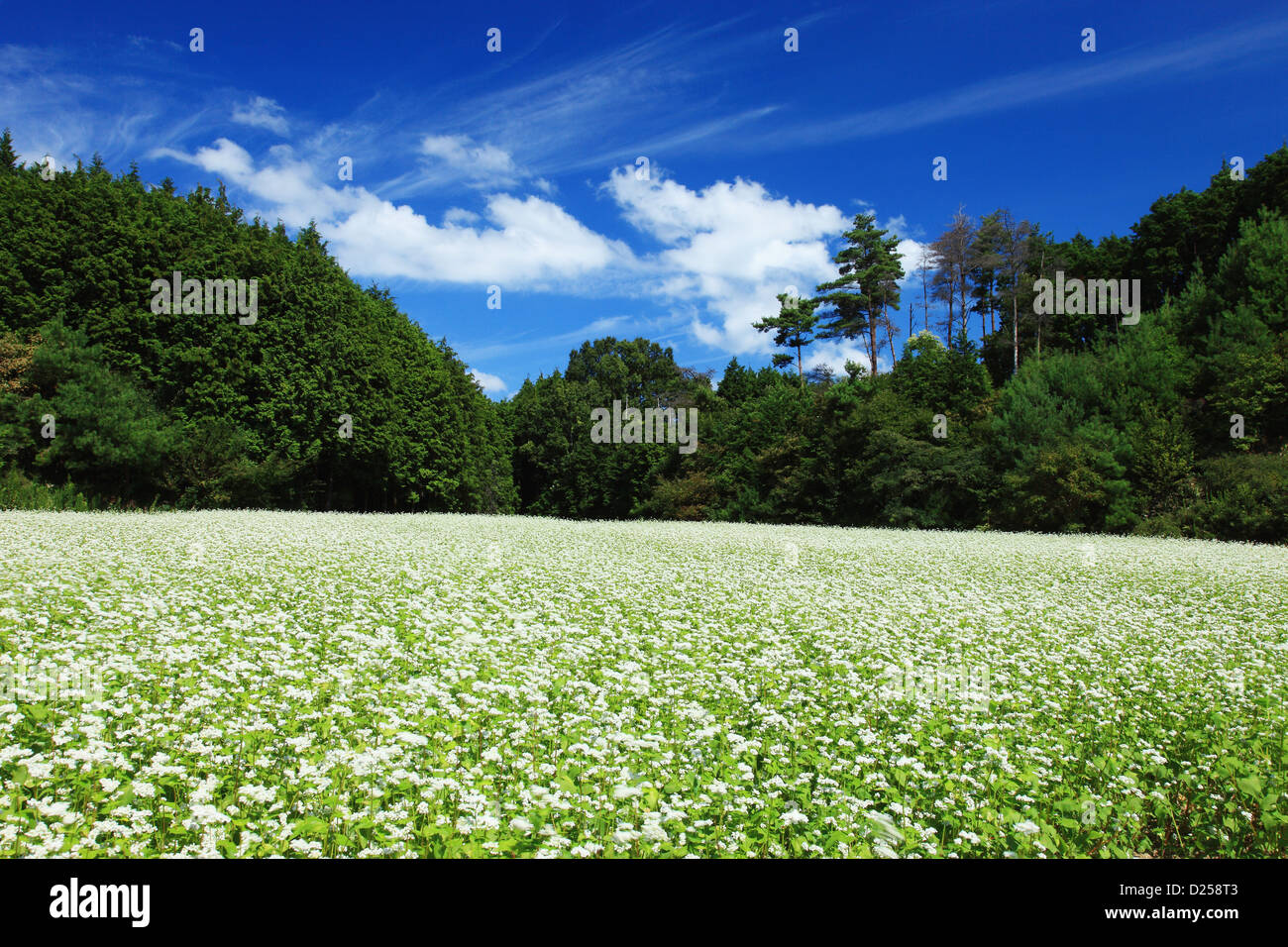 Greenery and blue sky with clouds in Sakurai, Nara Prefecture Stock ...