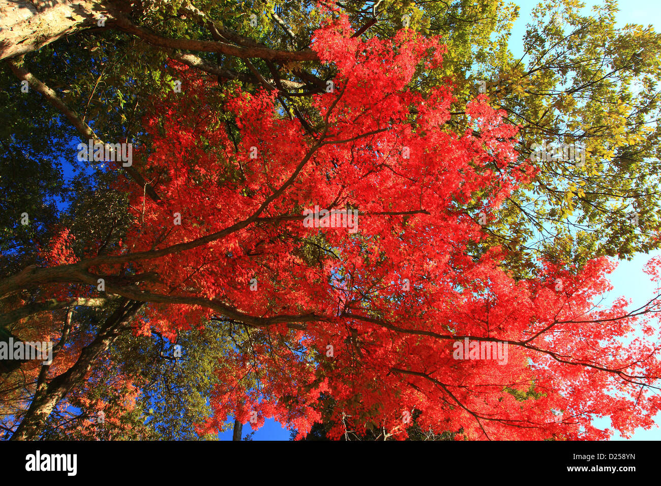Nara in winter hi-res stock photography and images - Alamy