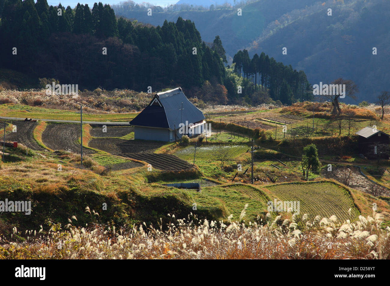 Japanese terraced fields hi-res stock photography and images - Alamy