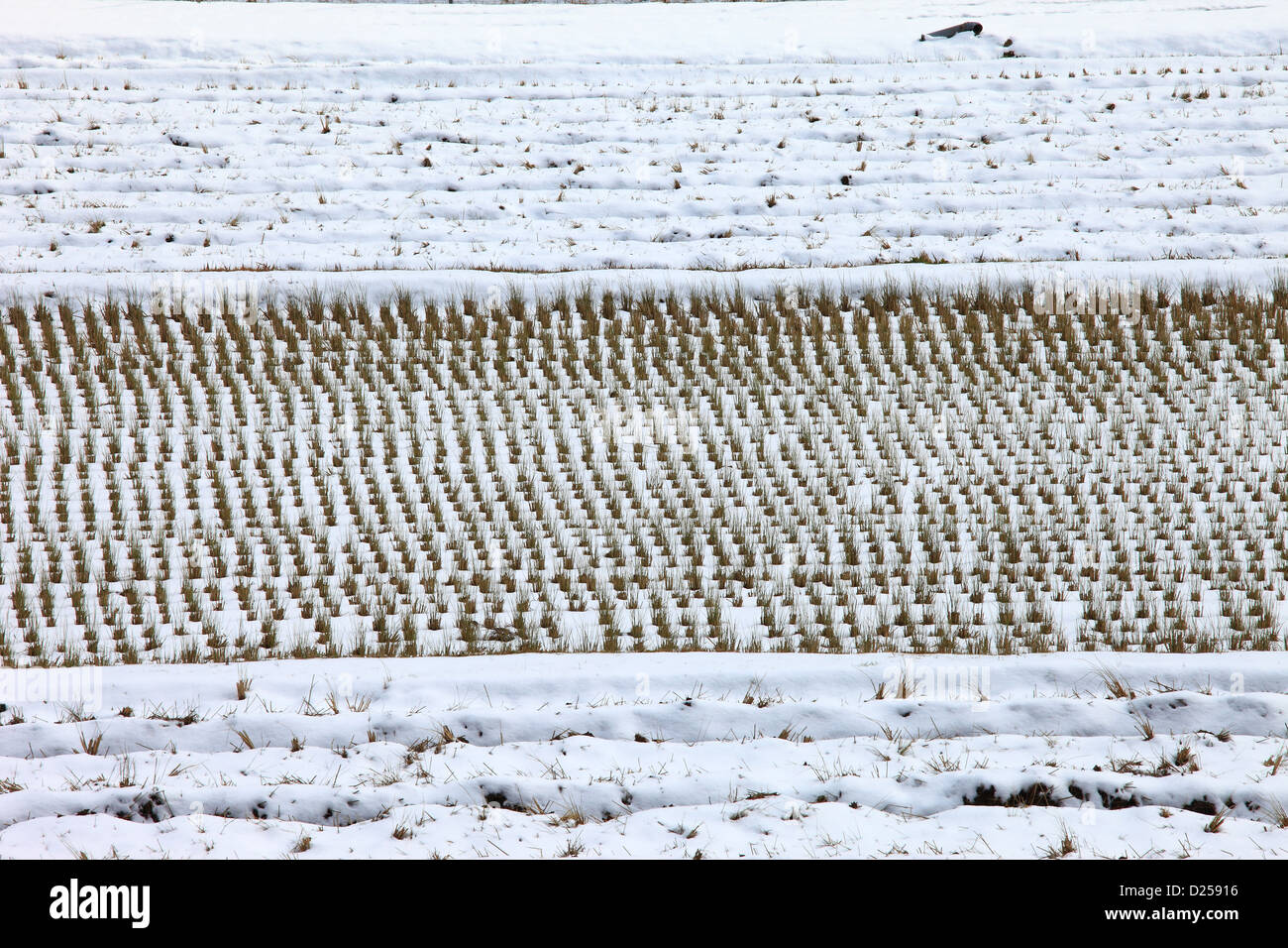 Snow covered field agriculture hi-res stock photography and images - Alamy