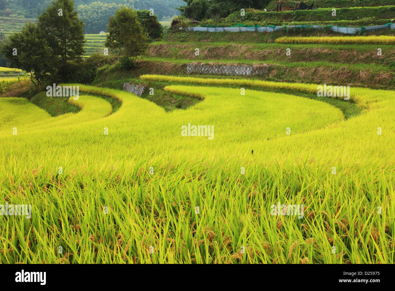 Terraced rice fields in asuka hi-res stock photography and images - Alamy