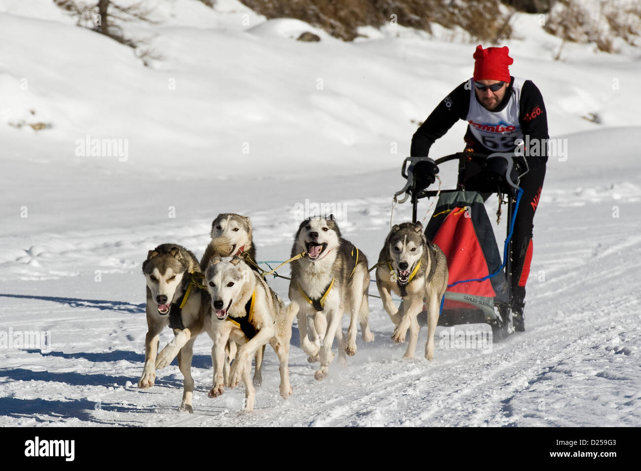 Switzerland, Splugen, Sleddog race Stock Photo - Alamy