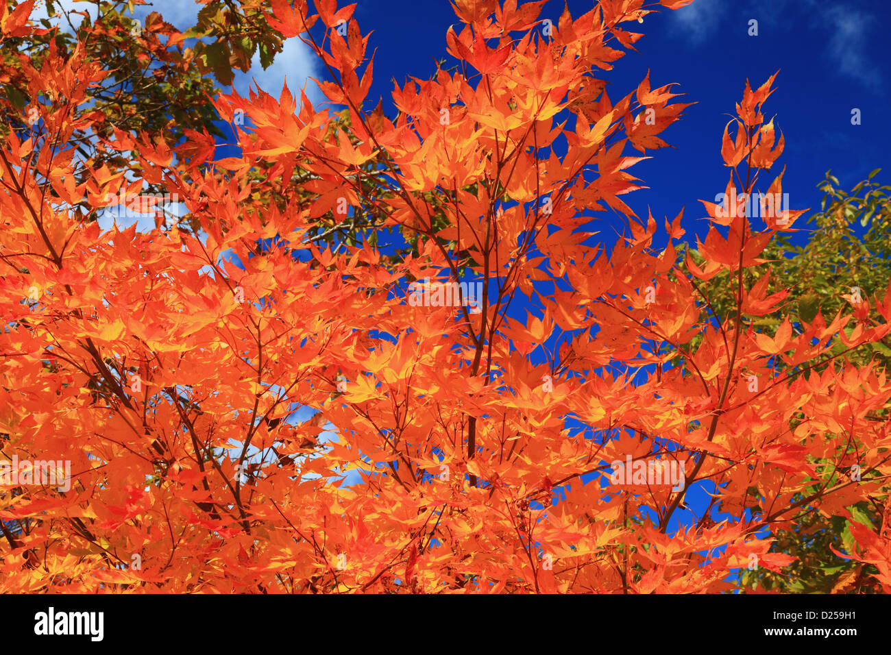 Red maple leaves Stock Photo - Alamy